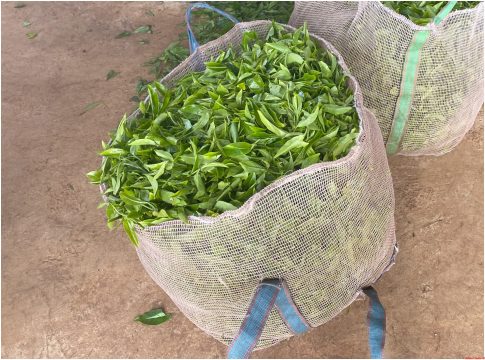 IOAS team visits Africa to audit the inspection of the processing of the tea leaves. - IOAS